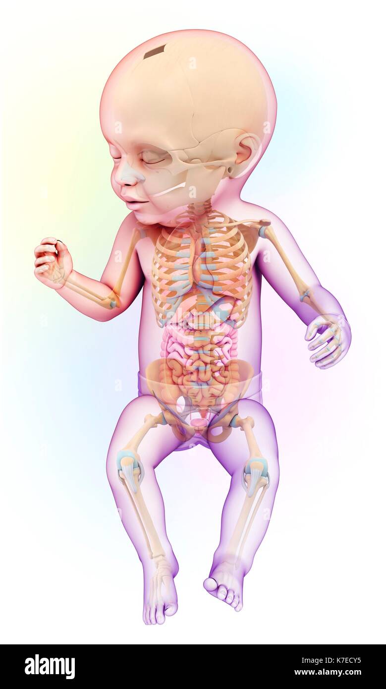 Illustration of a baby's skeletal and digestive systems Stock Photo - Alamy