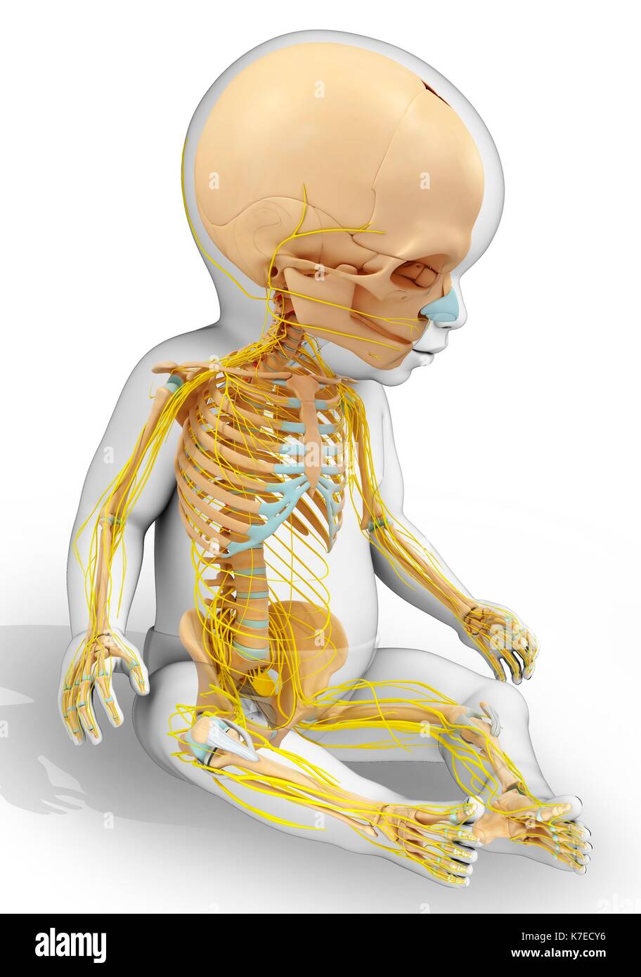 Illustration of a baby's skeletal and nervous systems Stock Photo - Alamy