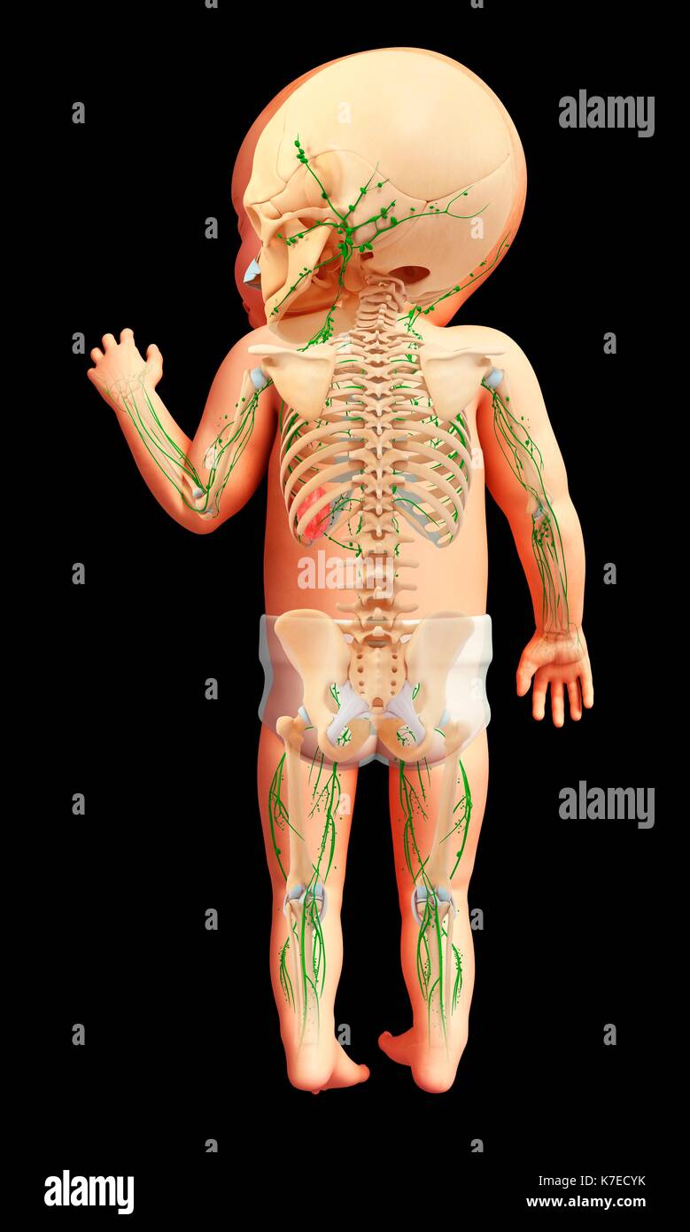 Illustration of a baby's skeletal and lymphatic systems Stock Photo - Alamy