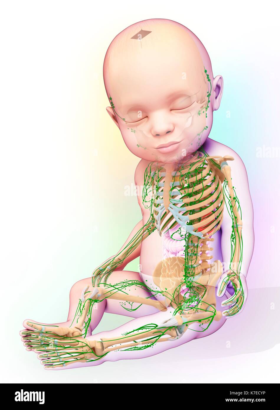 Illustration of a baby's skeletal and lymphatic systems Stock Photo - Alamy
