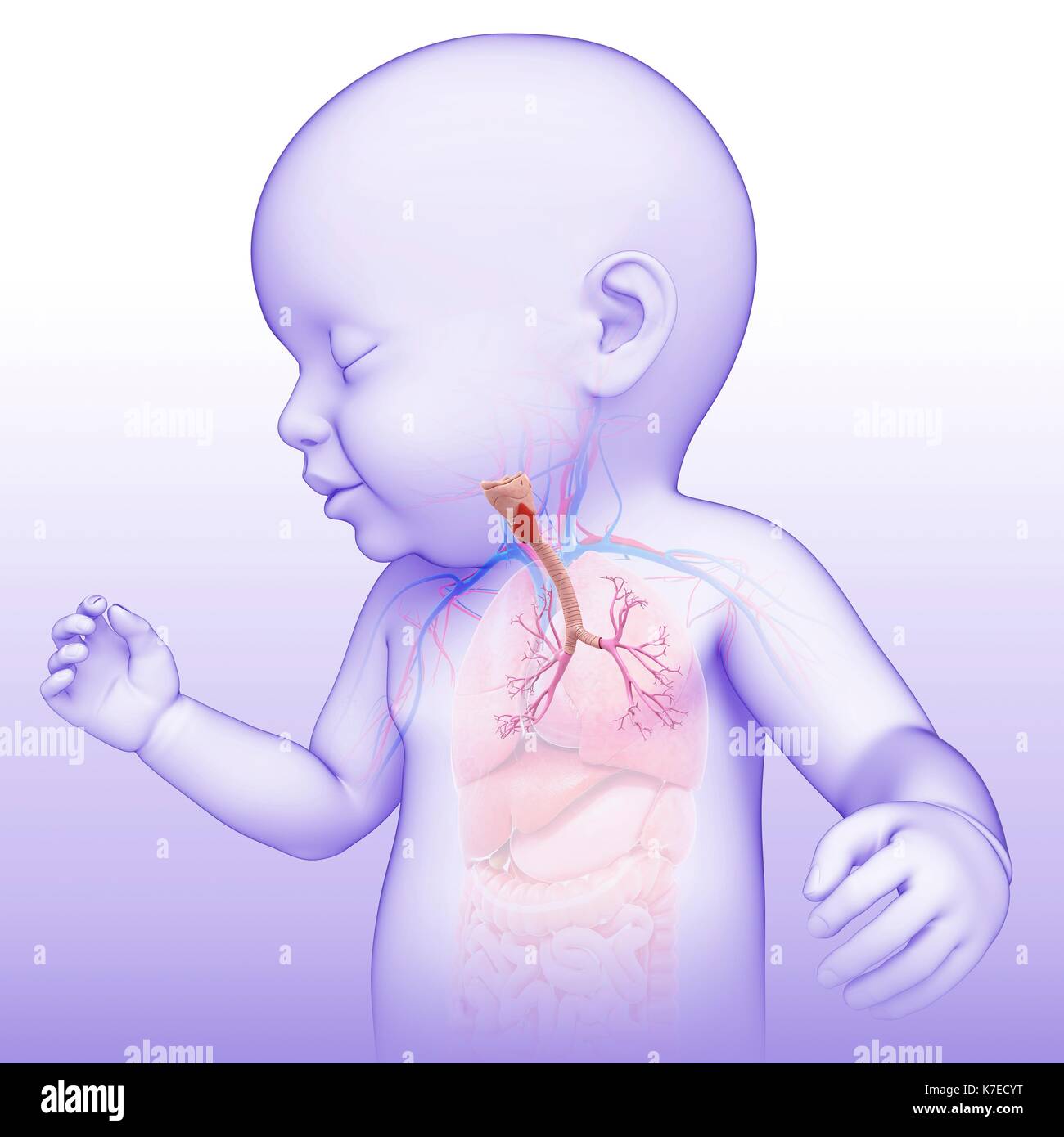 Trachea hi-res stock photography and images - Alamy