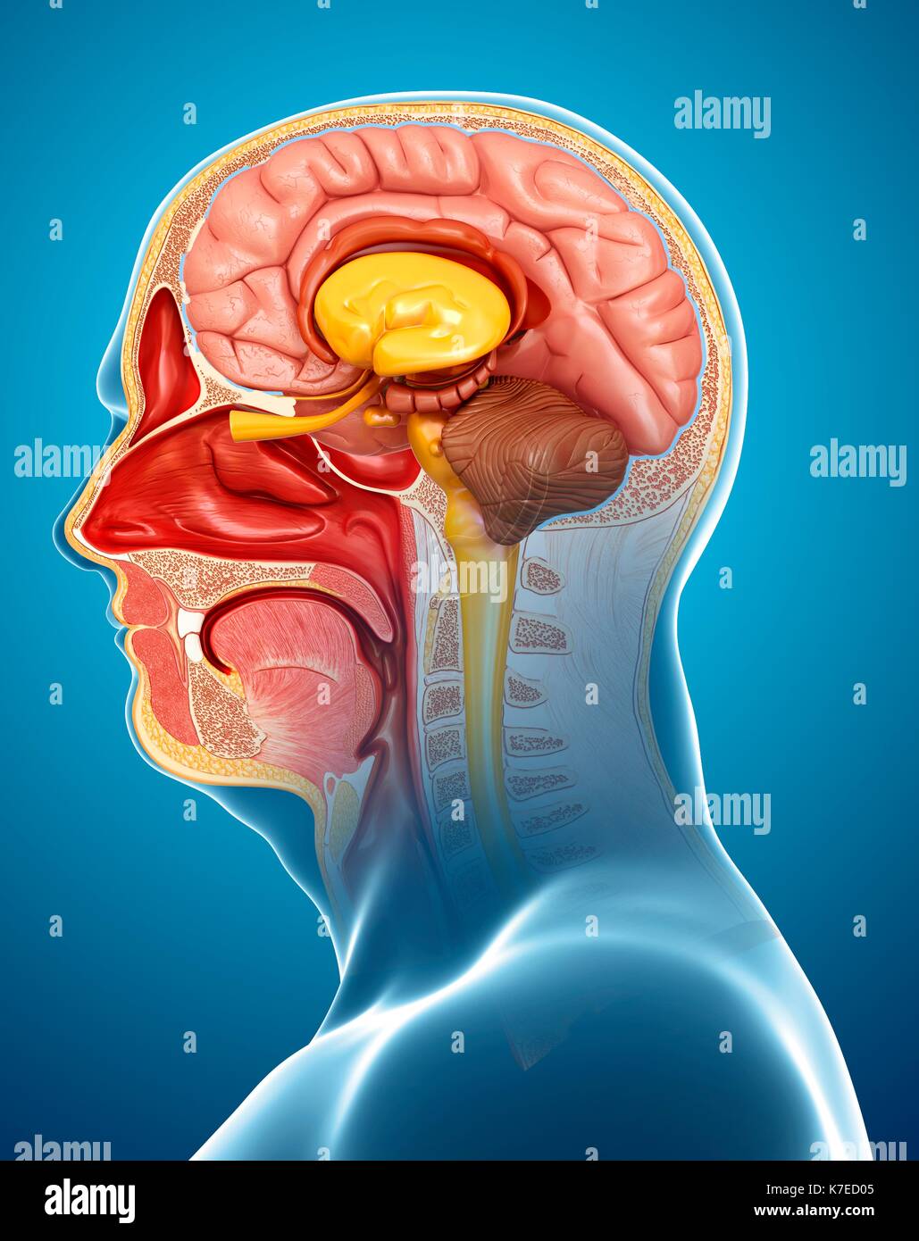Illustration of human head anatomy Stock Photo - Alamy