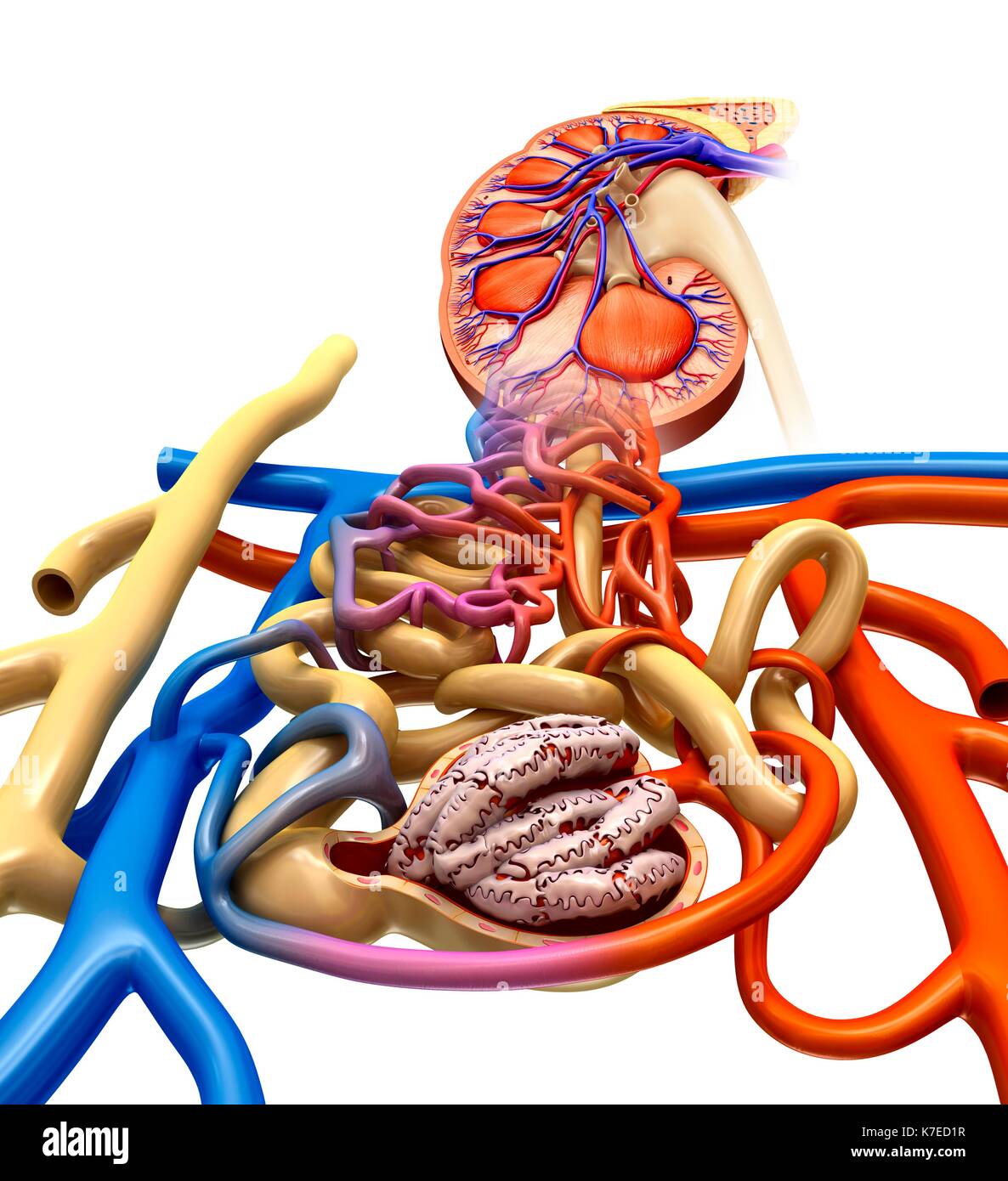 Illustration of the nephron structure in a kidney Stock Photo - Alamy