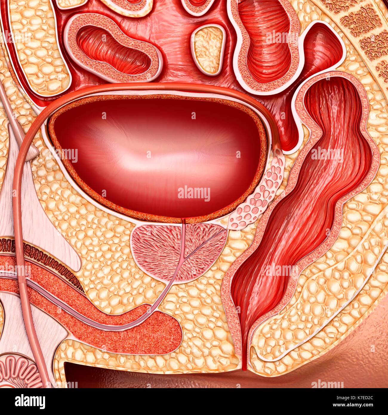Empty male bladder hi-res stock photography and images - Alamy