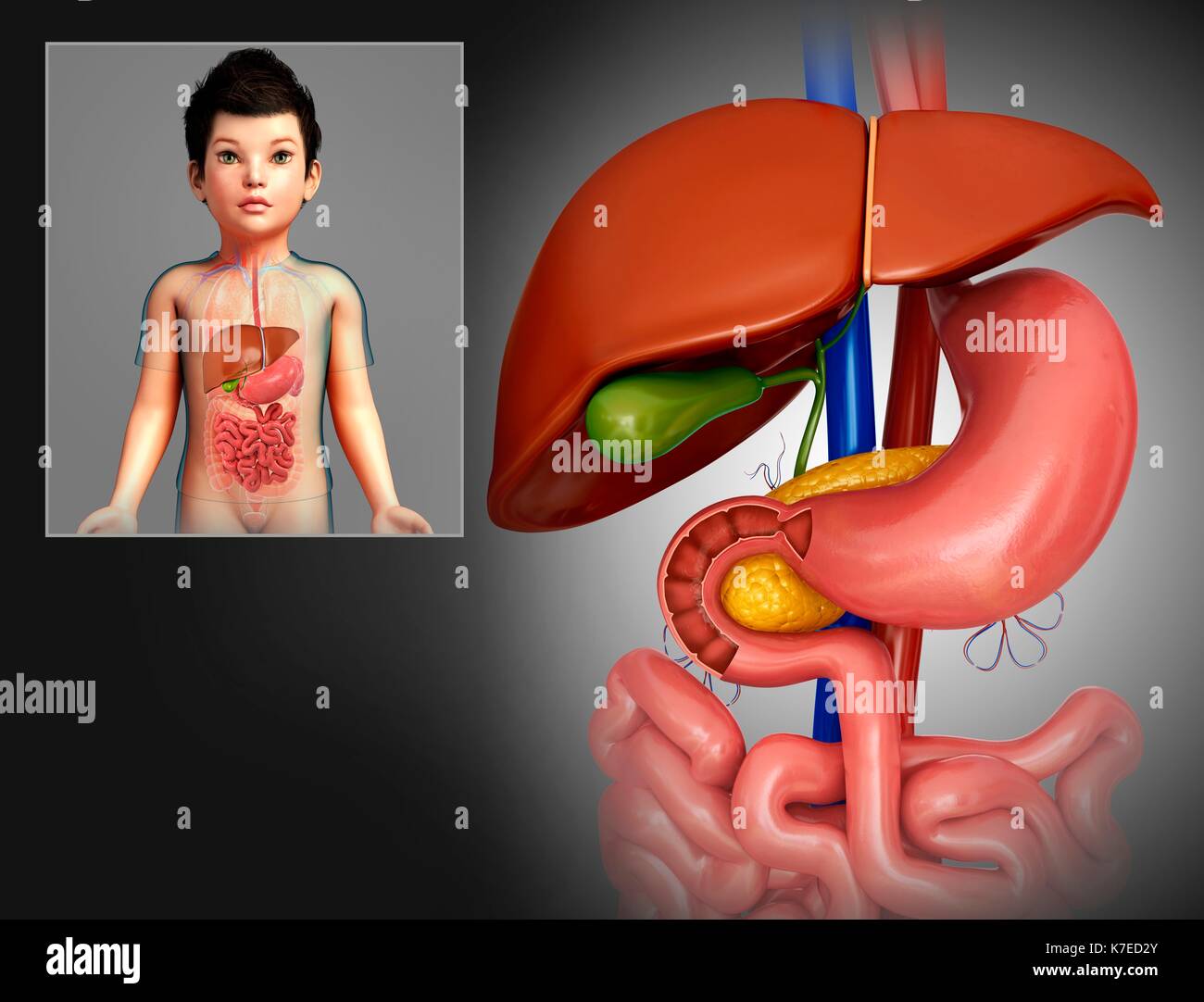Illustration of a child's liver and stomach Stock Photo - Alamy