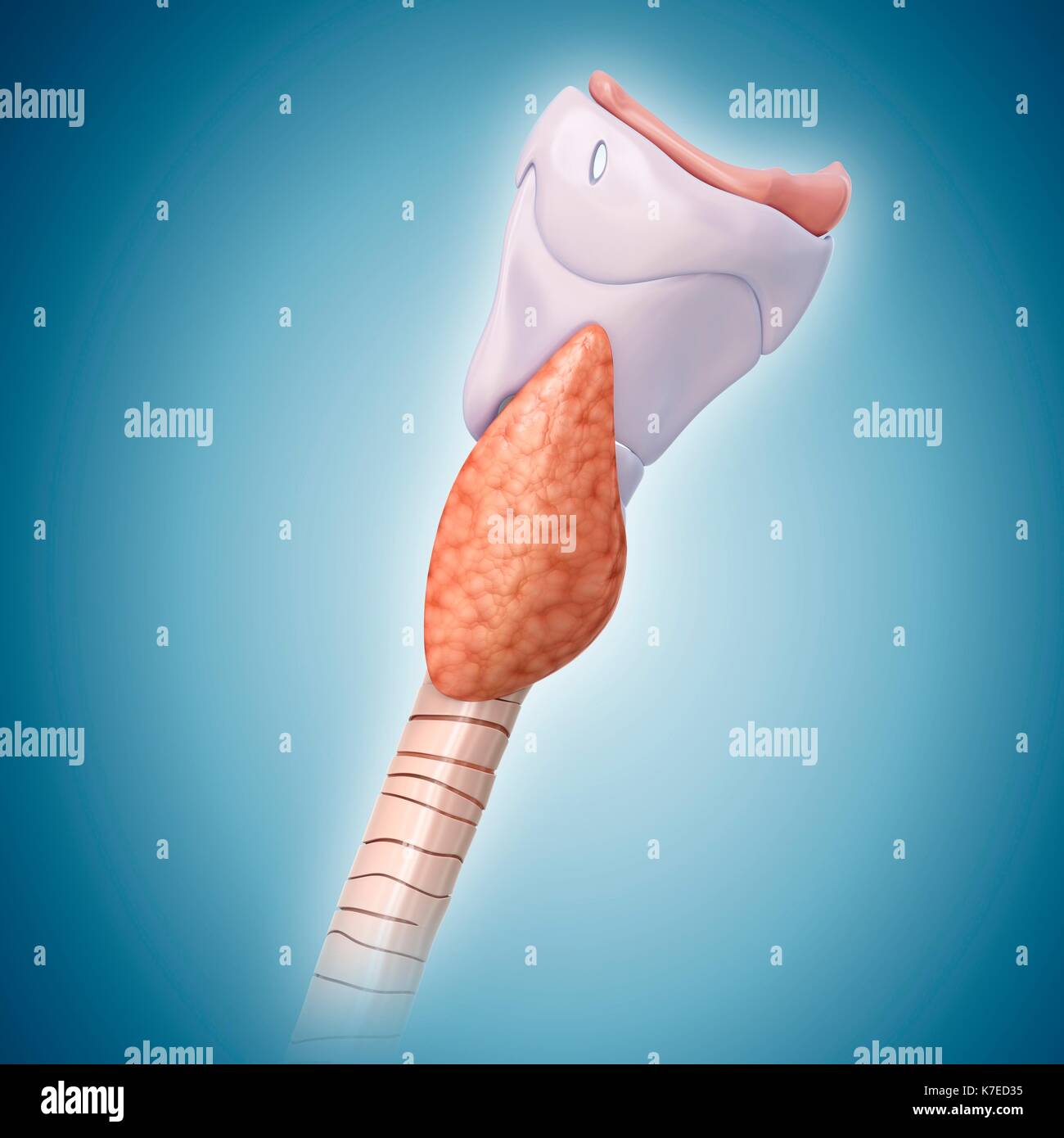 Thyroid Cartilage Model