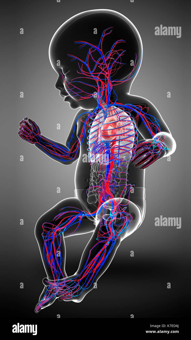 Illustration of a baby's circulatory system Stock Photo - Alamy