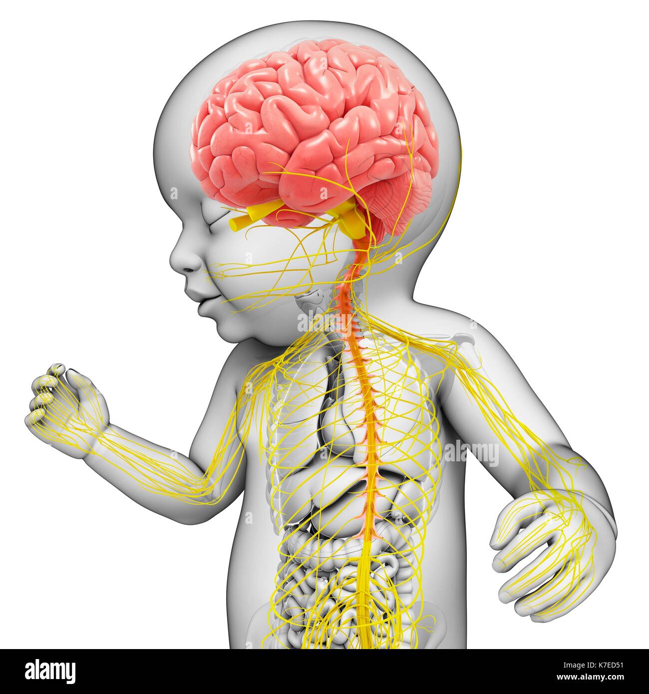 Illustration of a baby's brain and nervous system Stock Photo - Alamy