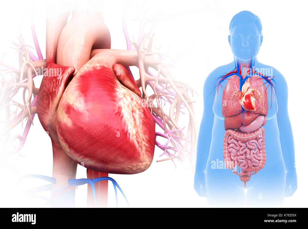 Illustration of female heart Stock Photo - Alamy