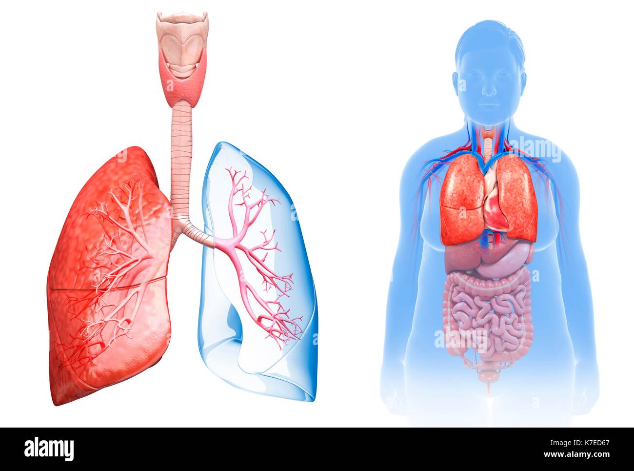 Illustration of female lungs Stock Photo - Alamy