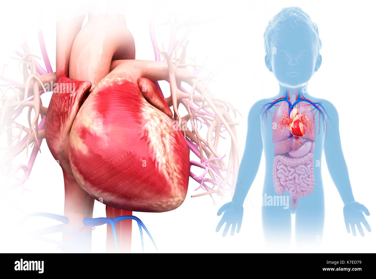 Illustration of a child's heart Stock Photo - Alamy