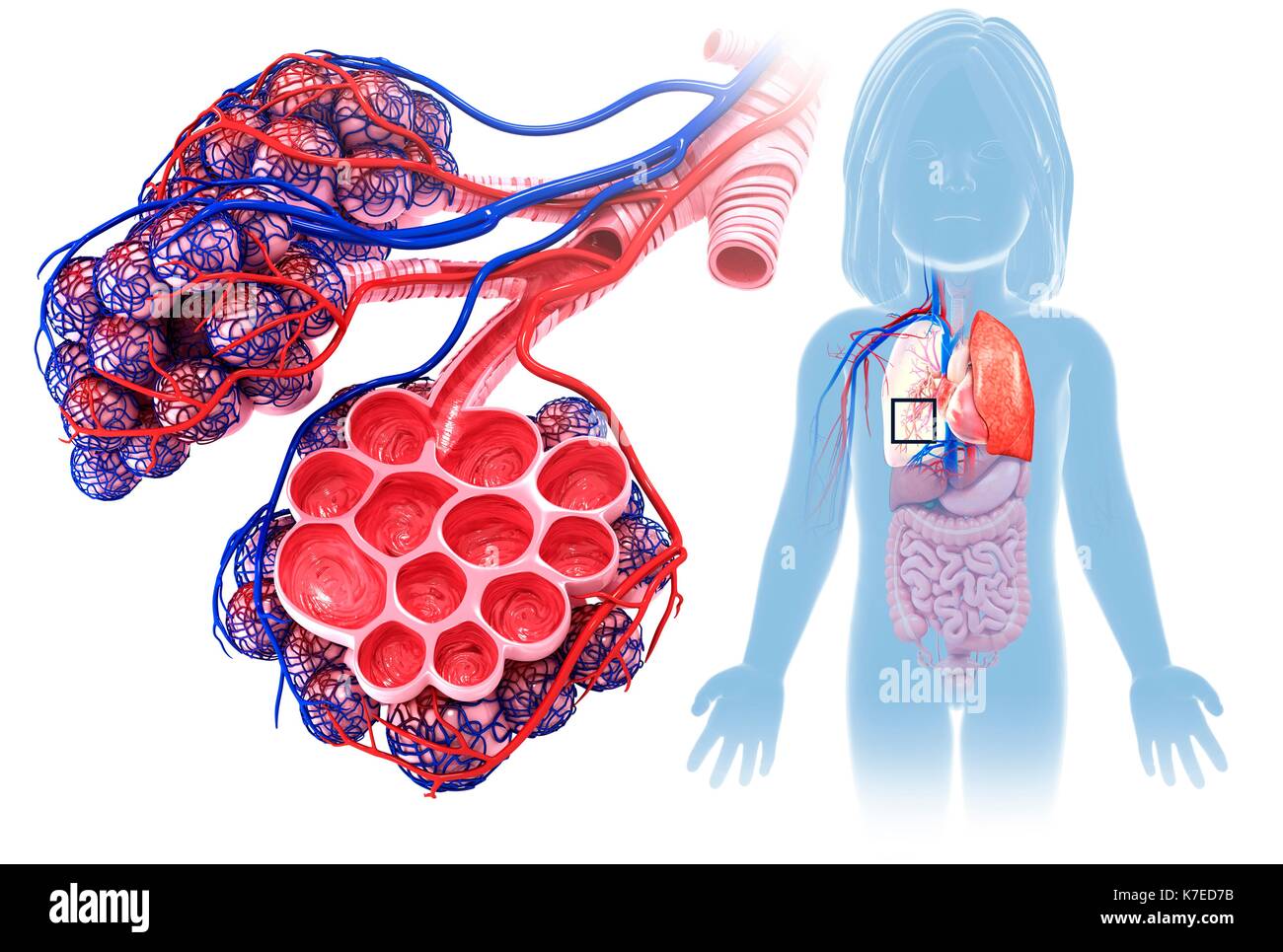 Alveoli And Capillaries Slide