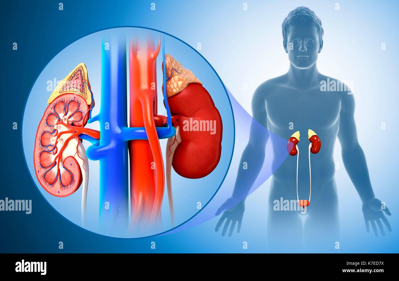 Illustration of male kidney anatomy Stock Photo - Alamy