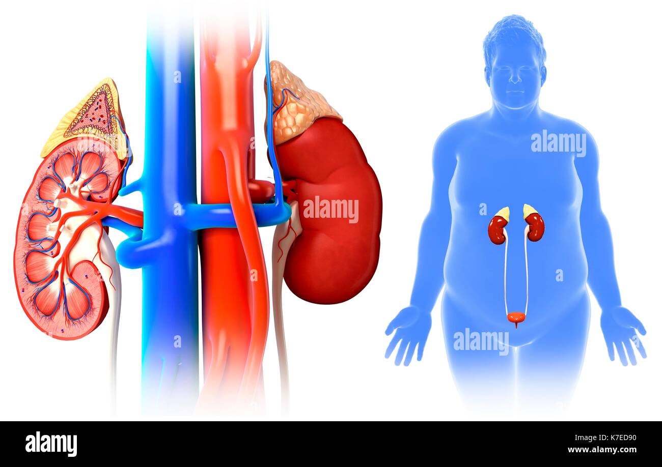 Illustration of male kidney anatomy Stock Photo - Alamy