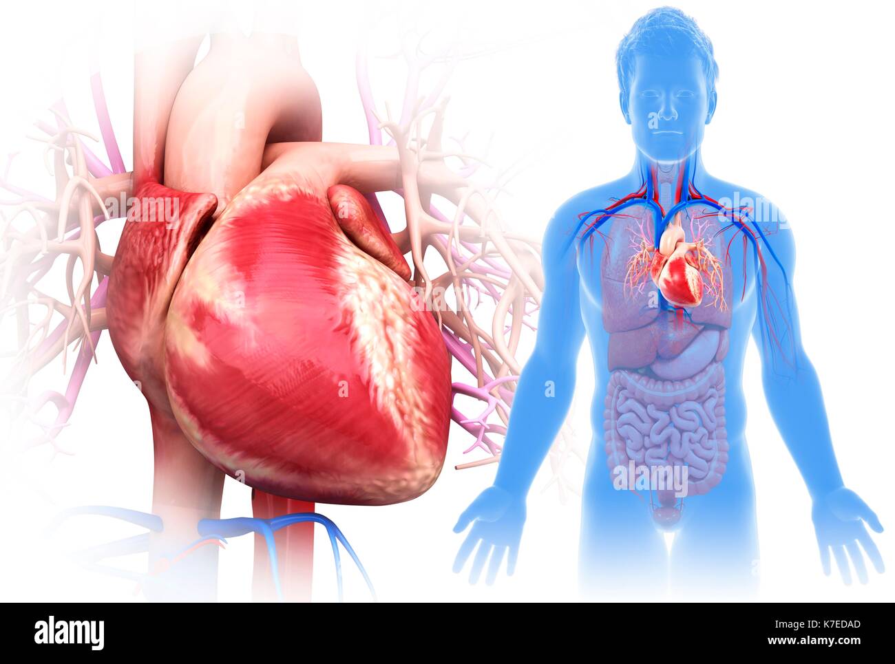 Illustration of male heart Stock Photo - Alamy