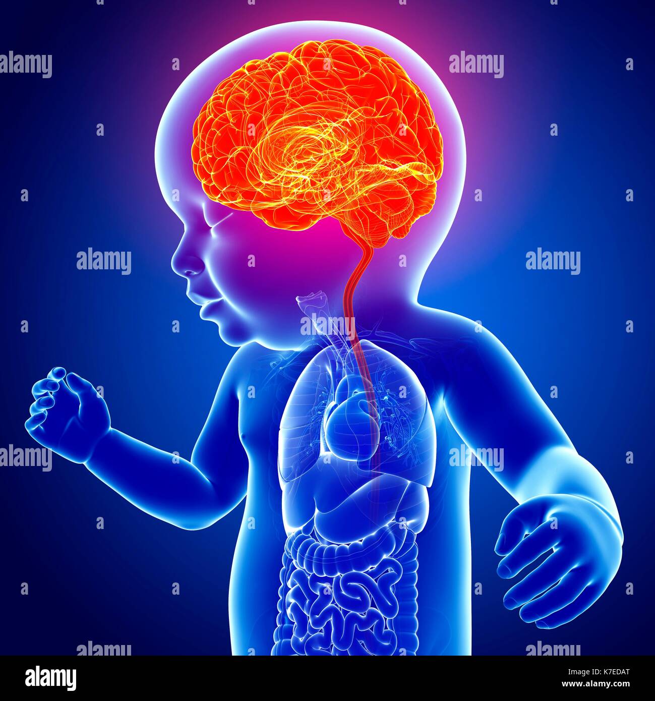 Illustration of a baby's brain Stock Photo - Alamy