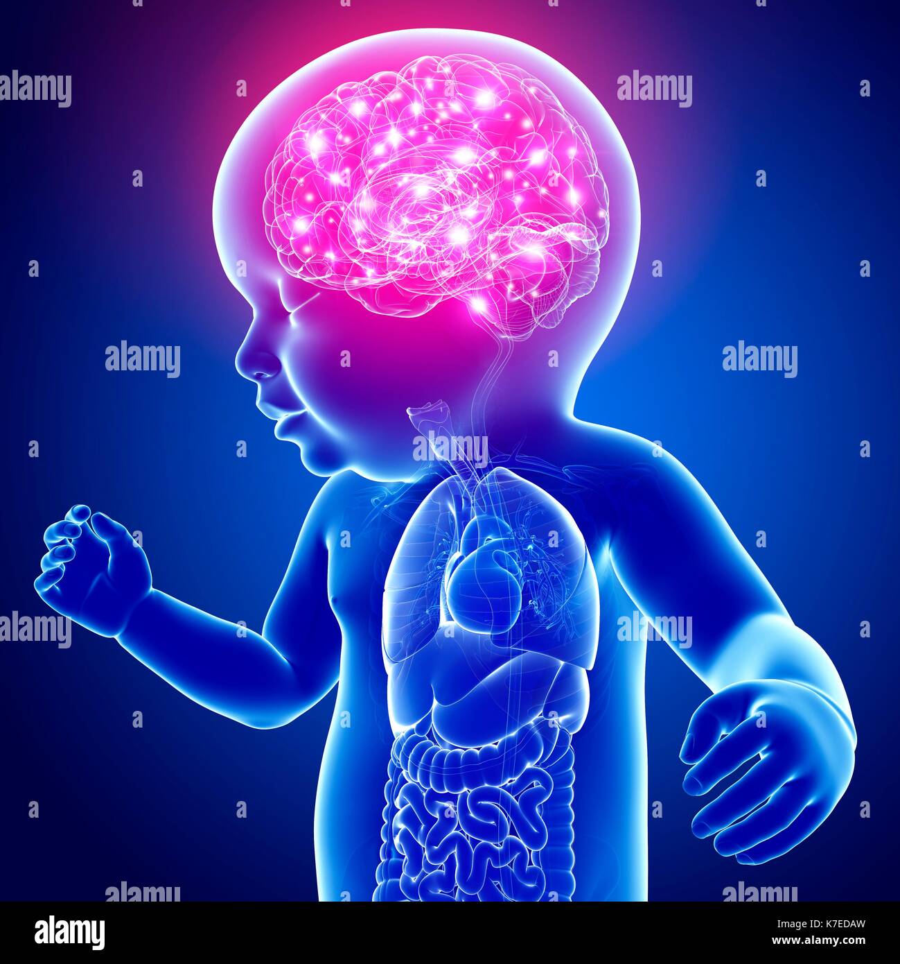 Baby brain hi-res stock photography and images - Alamy