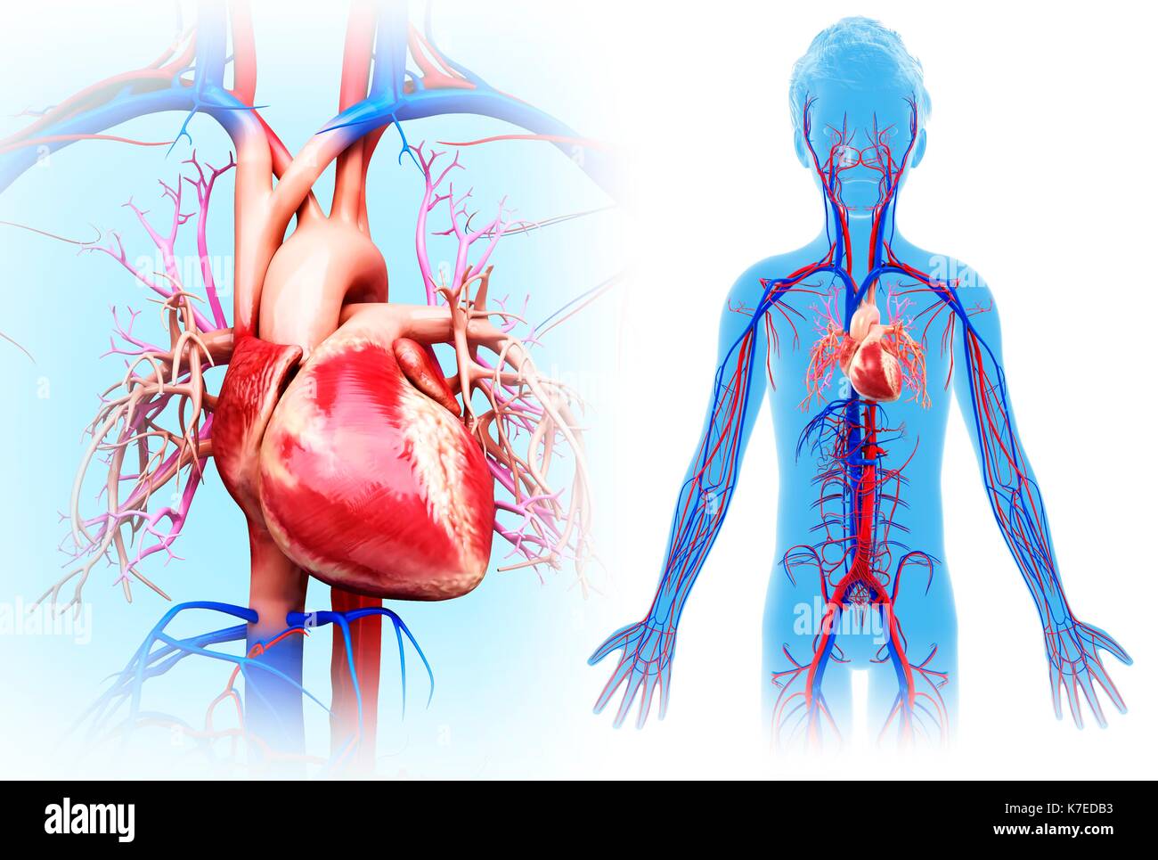 Illustration of a child's heart Stock Photo - Alamy