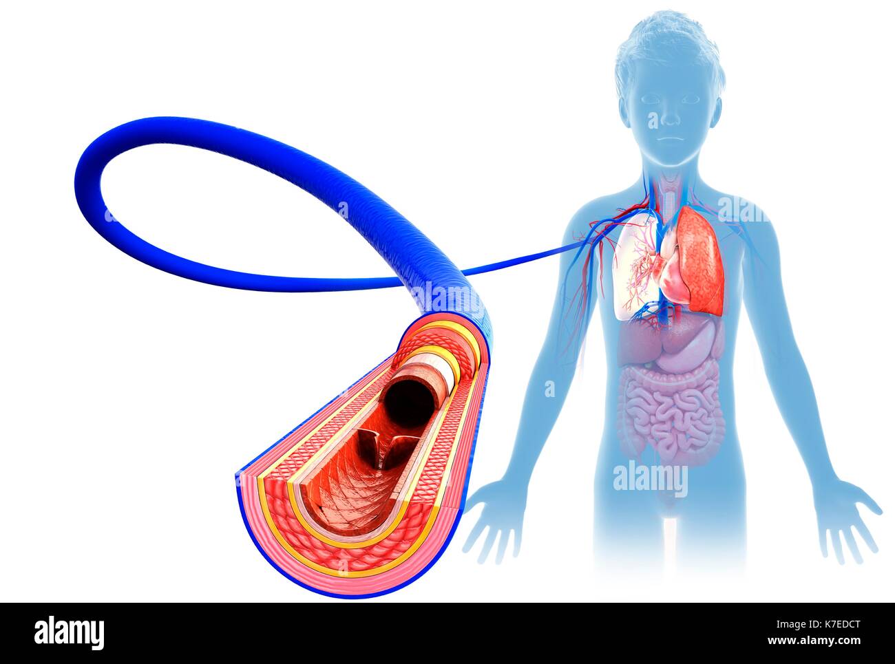 Illustration of a child's vein anatomy Stock Photo - Alamy