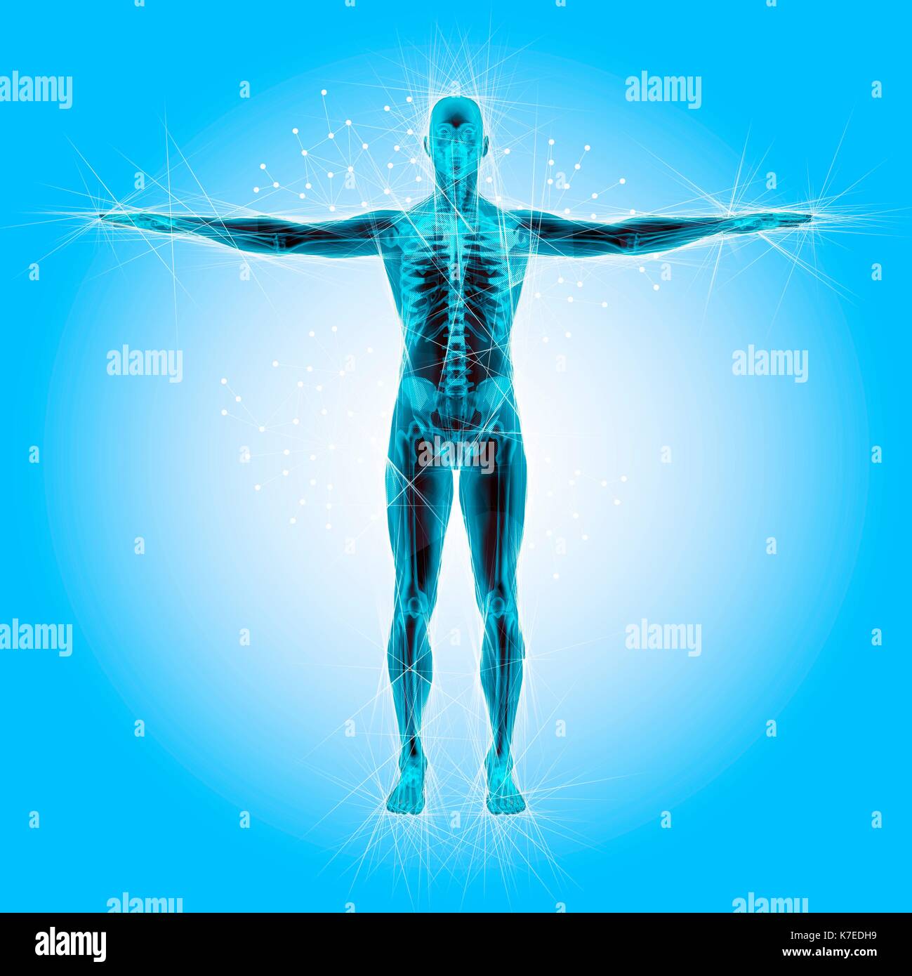 Body structure hi-res stock photography and images - Alamy