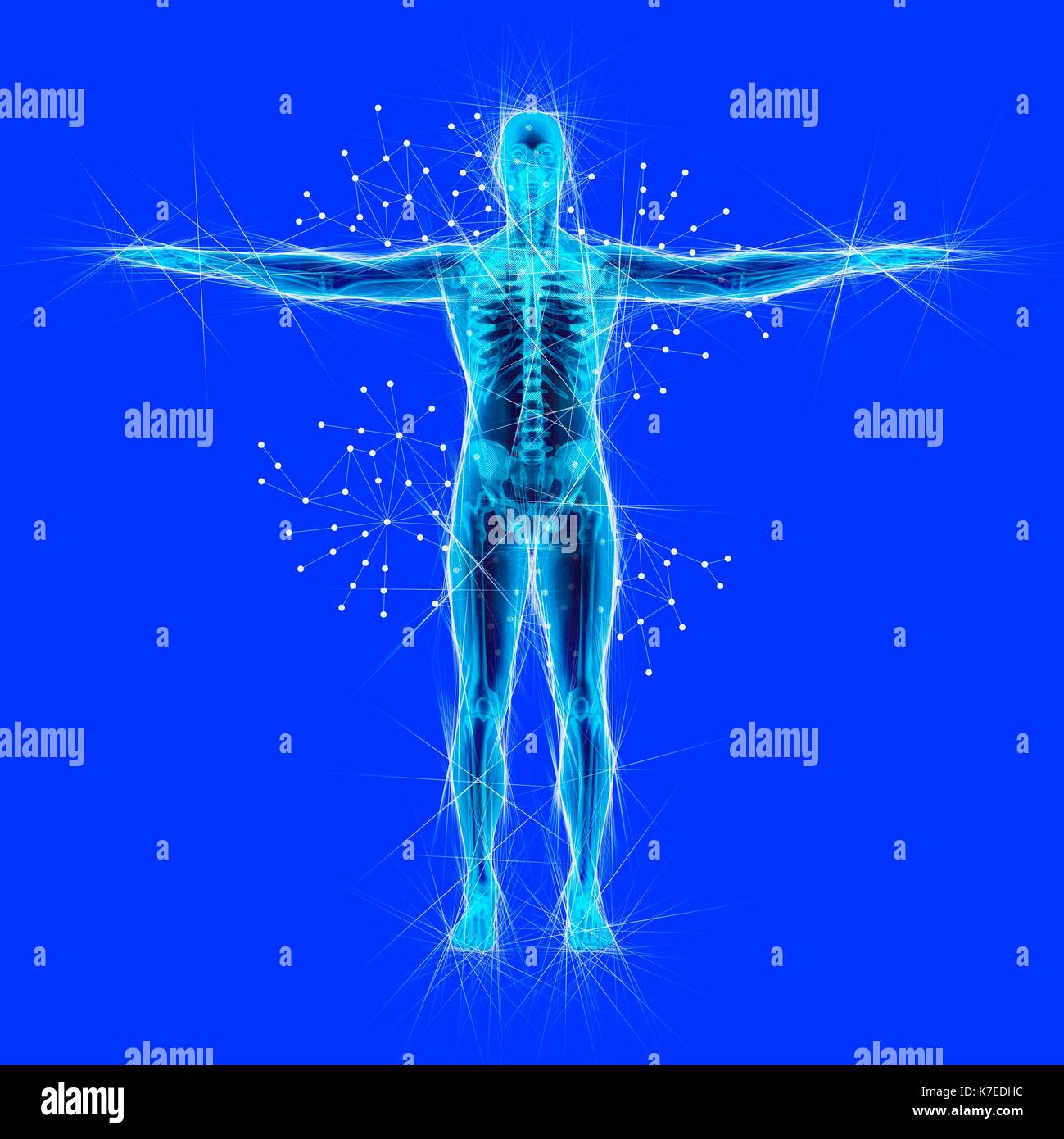 Body structure hi-res stock photography and images - Alamy