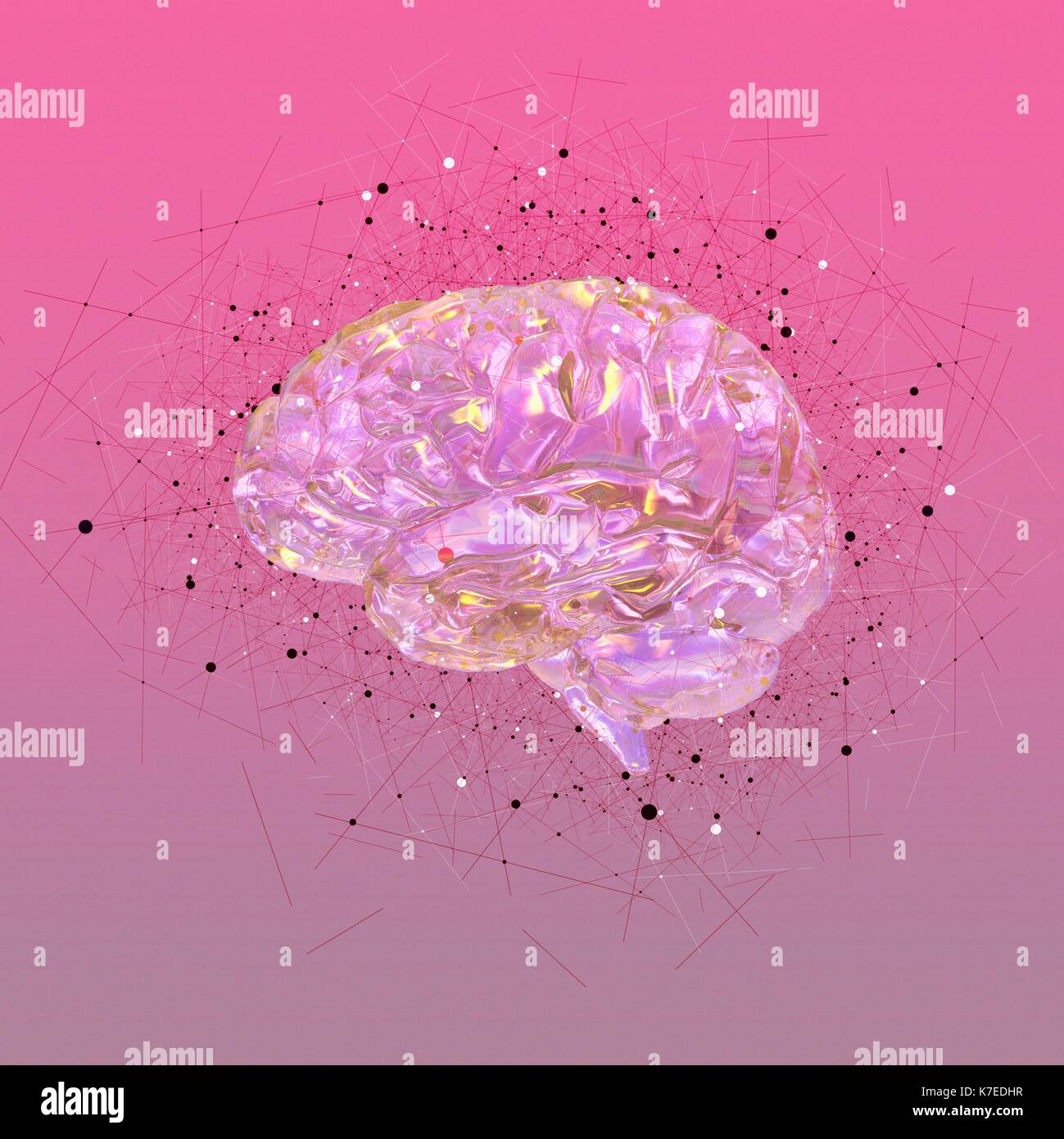 Human brain anatomy structure hi-res stock photography and images - Alamy