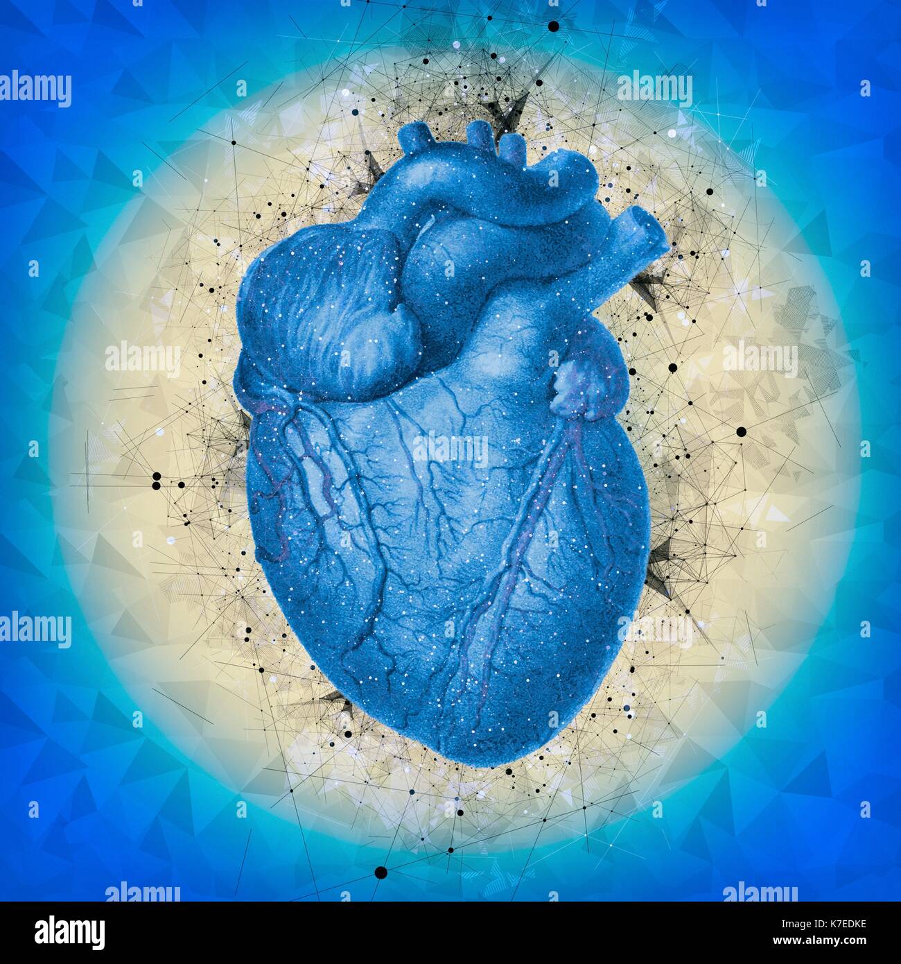 Human heart illustration hi-res stock photography and images - Alamy