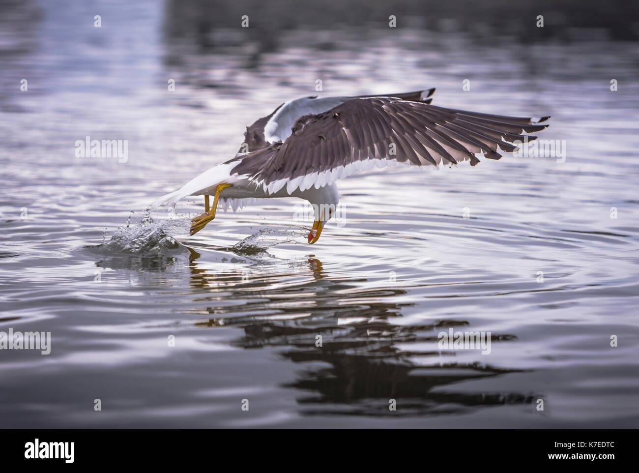 Gull fishing at water surface Stock Photo - Alamy