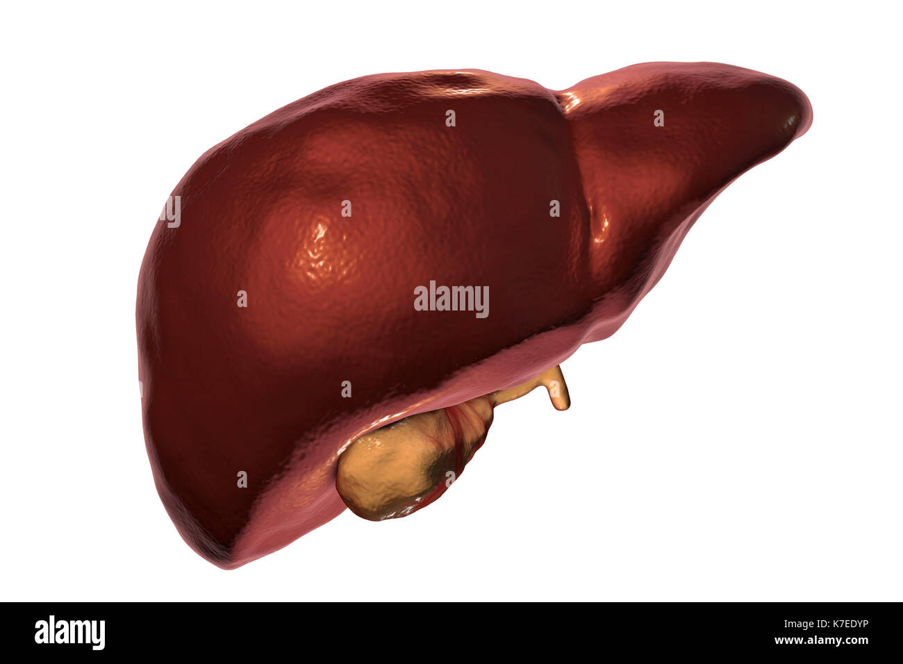 Normal human liver hi-res stock photography and images - Alamy