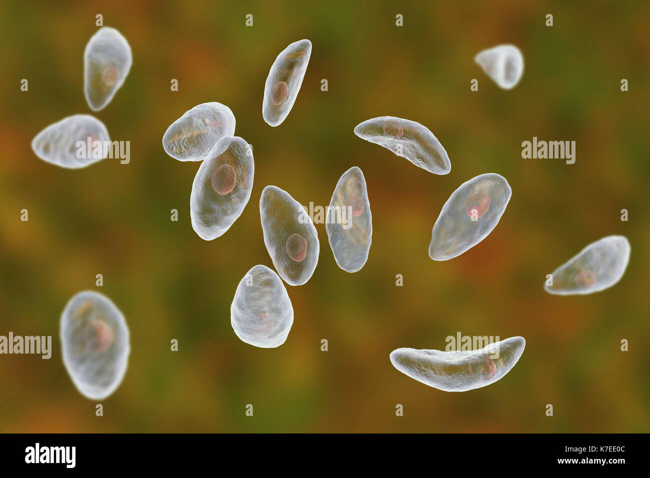Toxoplasma Gondii Stock Photos & Toxoplasma Gondii Stock Images - Alamy