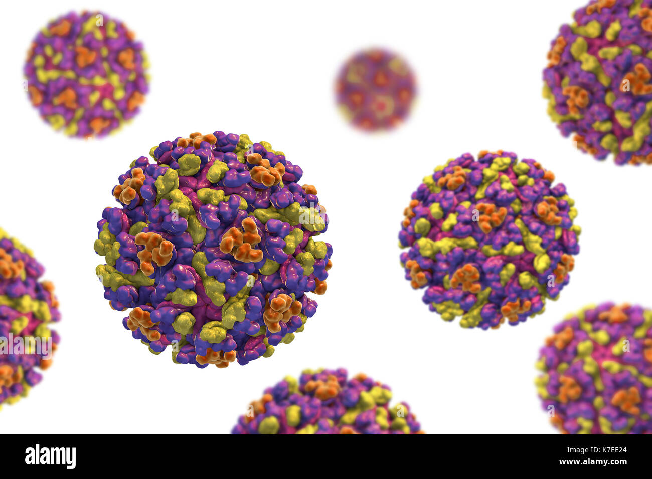 Eastern equine encephalitis virus, computer illustration. This is an ...
