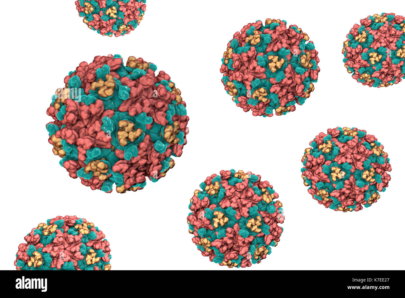 Eastern equine encephalitis virus, computer illustration. This is an ...