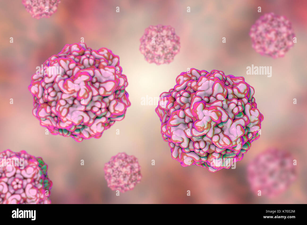 Feline Panleukopenia Virus (FPV) , computer illustration. This virus ...