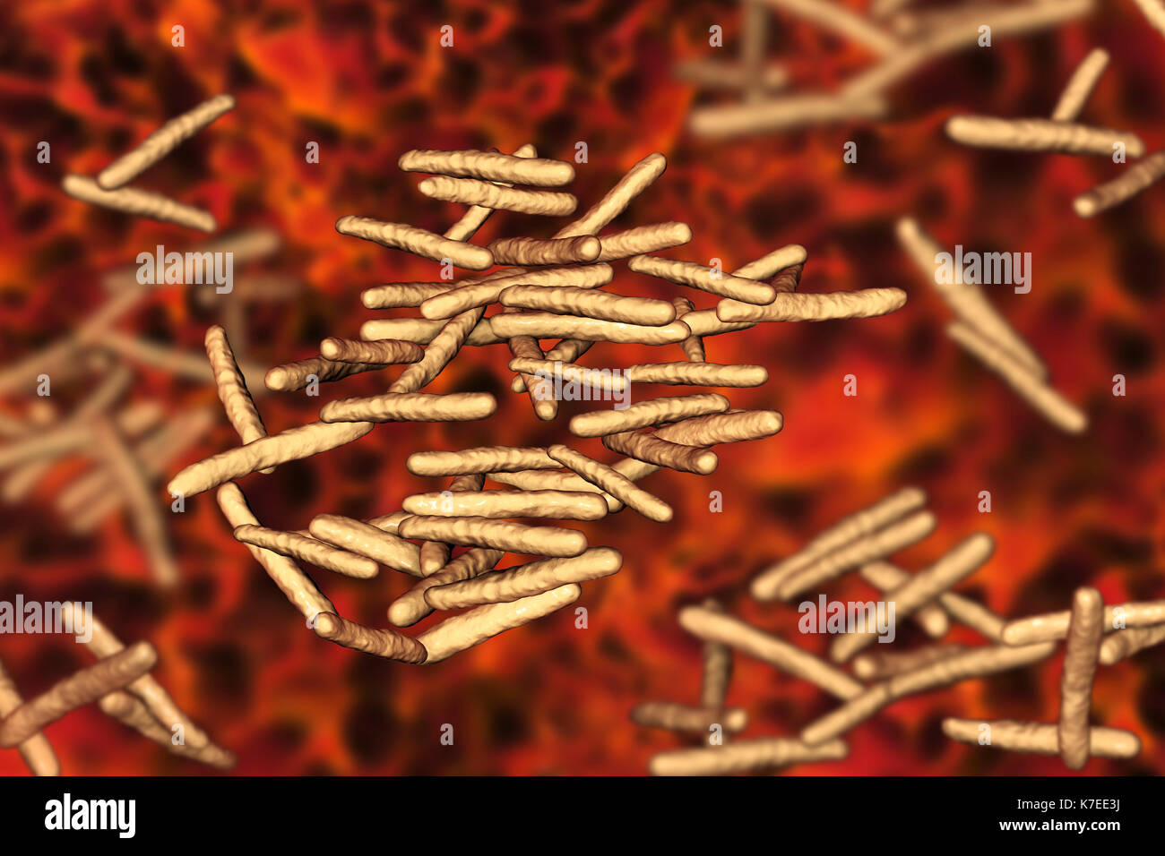 Mycobacterium avium, computer illustration. This rod-shaped bacterium ...