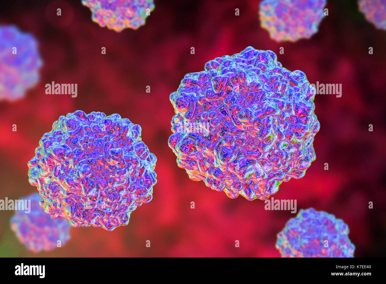 Parvoviridae hi-res stock photography and images - Alamy