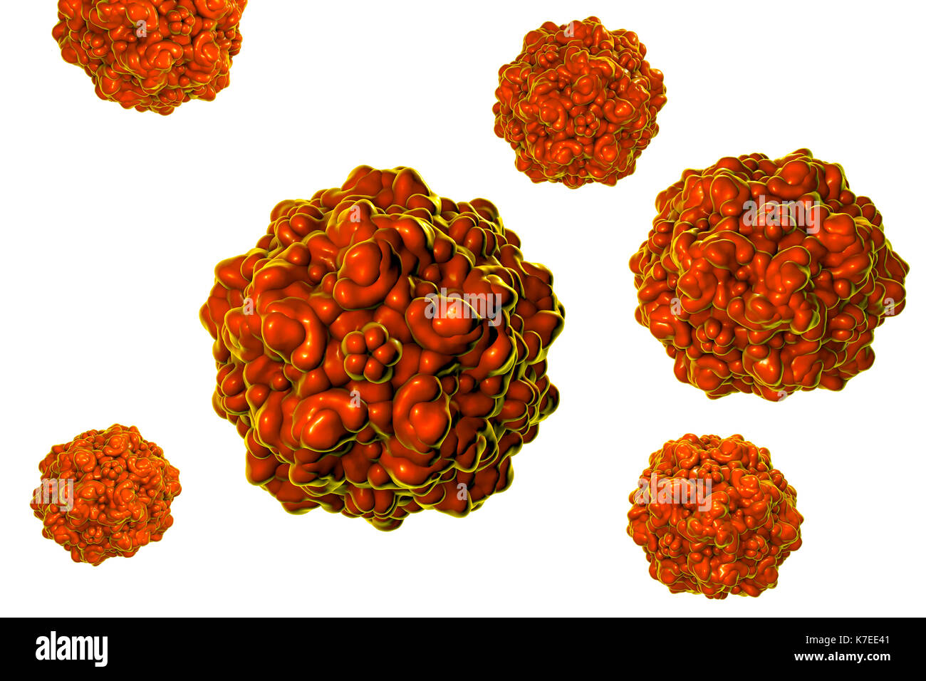 Porcine parvovirus, computer illustration. Molecular model showing the ...