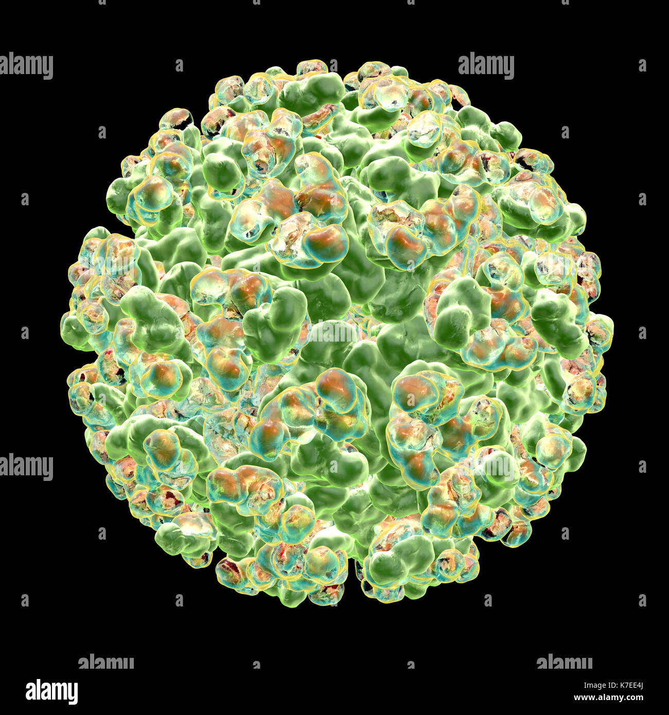 Sindbis virus (SINV), computer illustration. SINV is a member of the ...