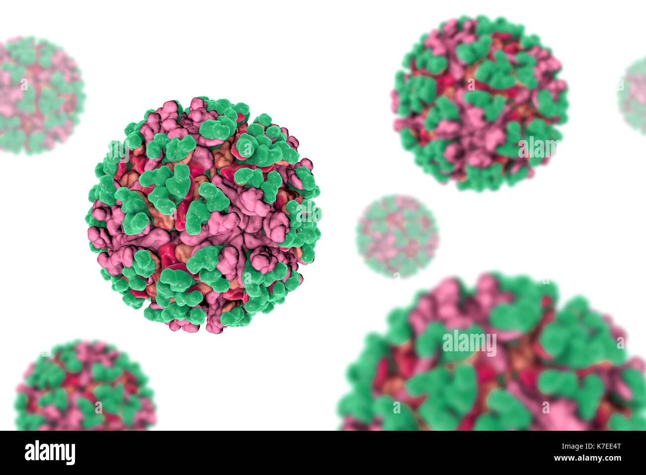 Venezuelan equine encephalitis virus hi-res stock photography and ...