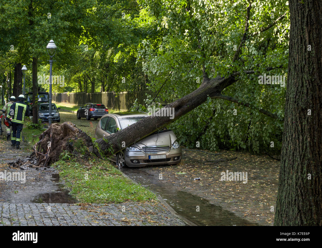 Tree fallen on a car after a storm Stock Photo - Alamy