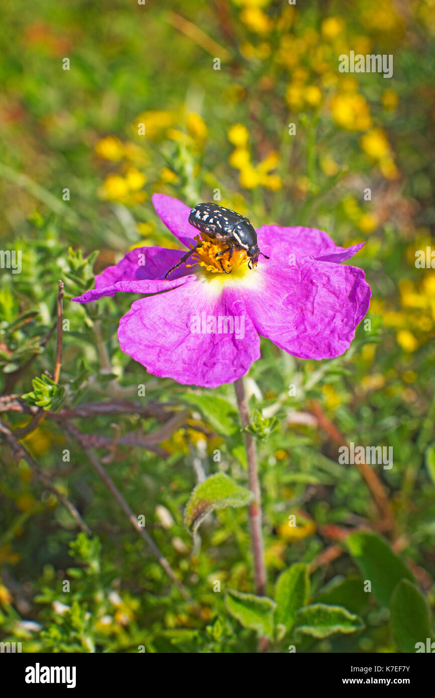 A Beetle on wild flower on the island of Kefalonia,Greece Stock Photo ...