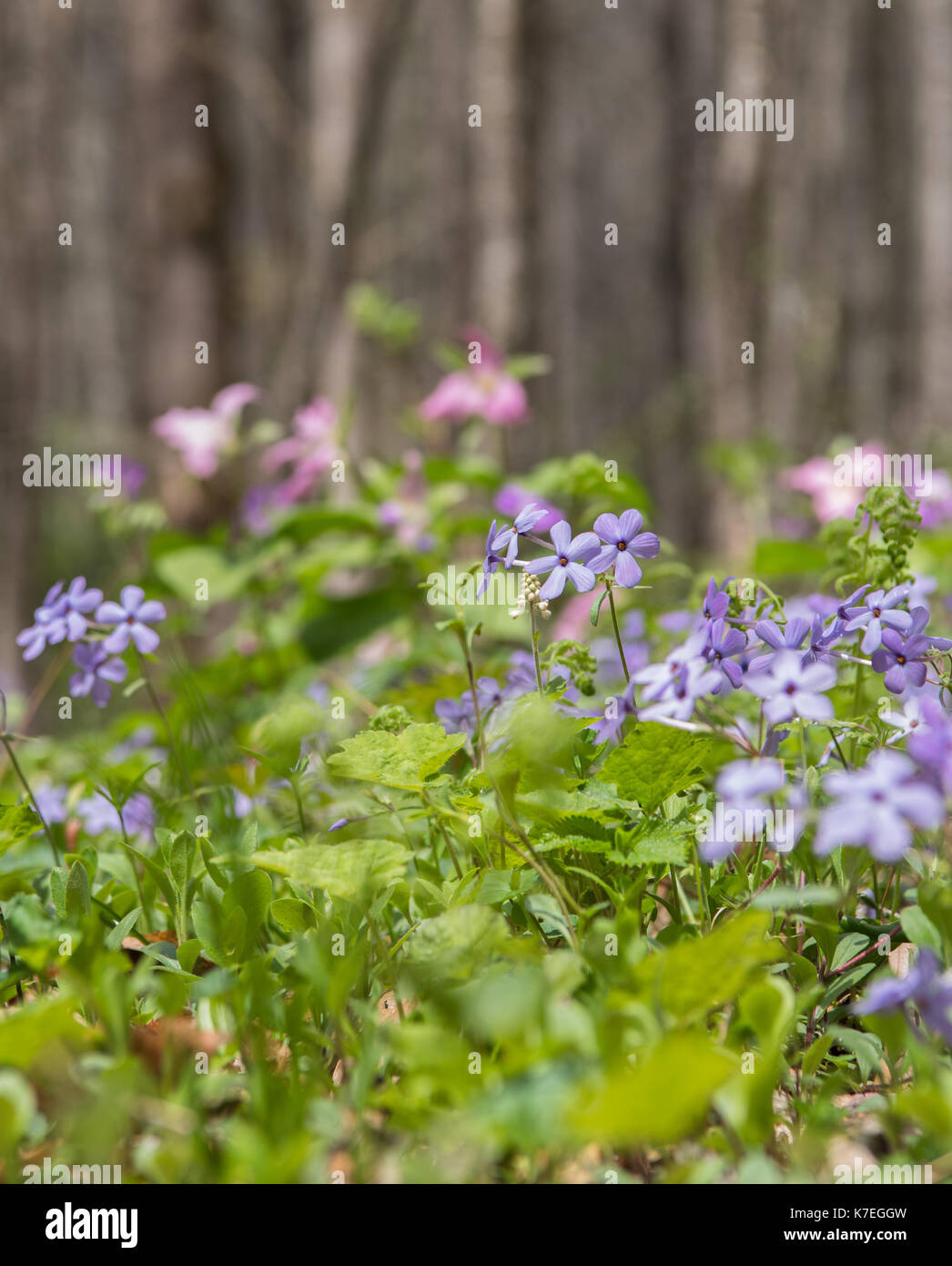 Blooms along the trail hi-res stock photography and images - Alamy