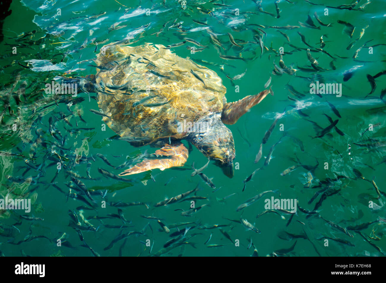 Loggerhead Turtles in Argostoli the capital of Kefalonia Stock Photo ...