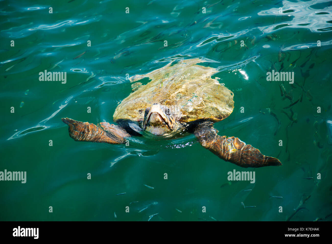 Greek turtles and water hi-res stock photography and images - Alamy