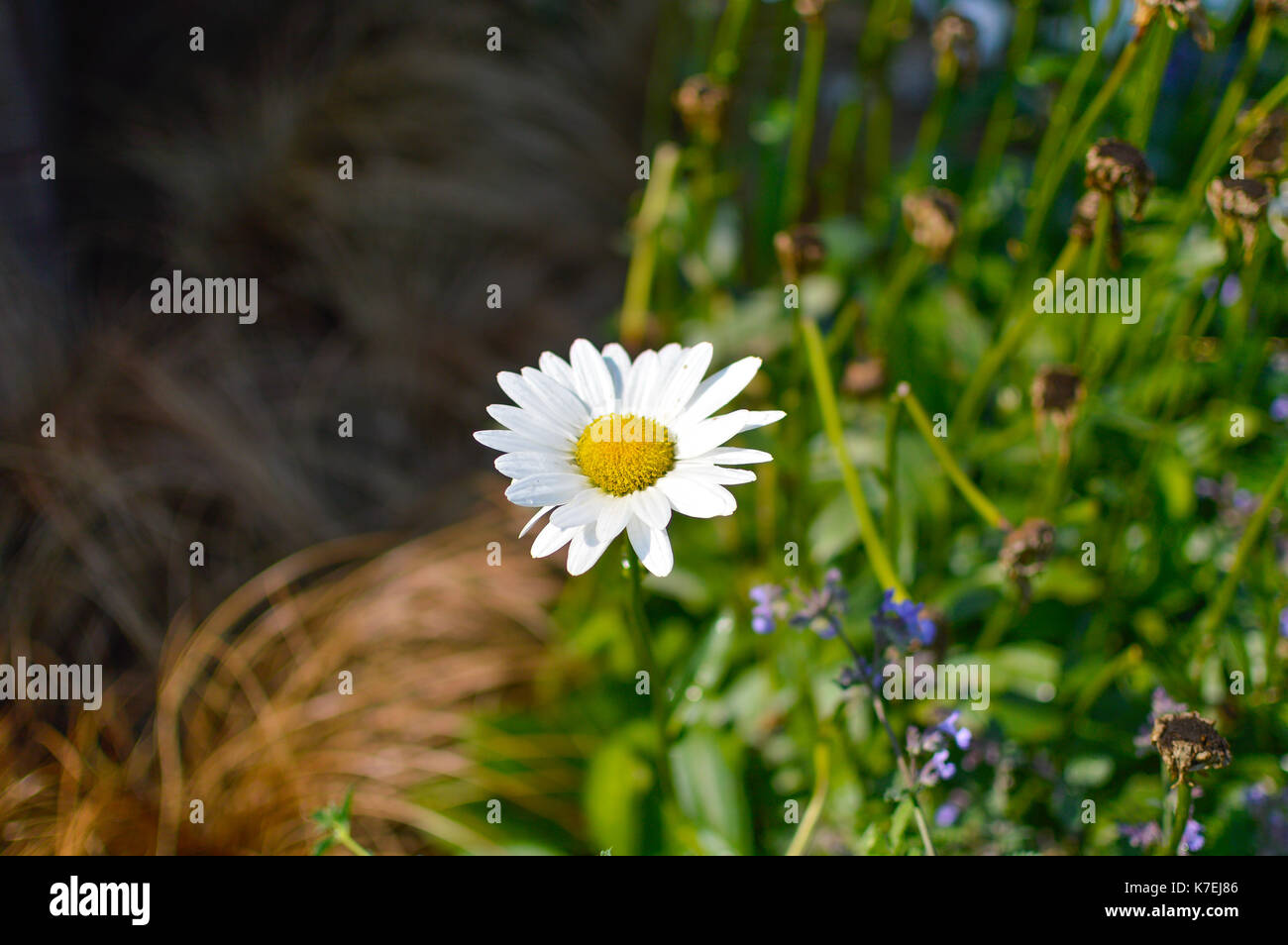 White Daisy on green background in Canada Stock Photo - Alamy