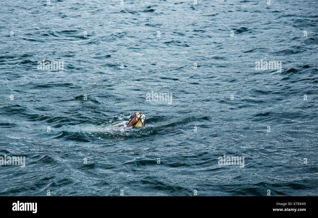 Loggerhead Turtles in Argostoli the capital of Kefalonia Stock Photo ...