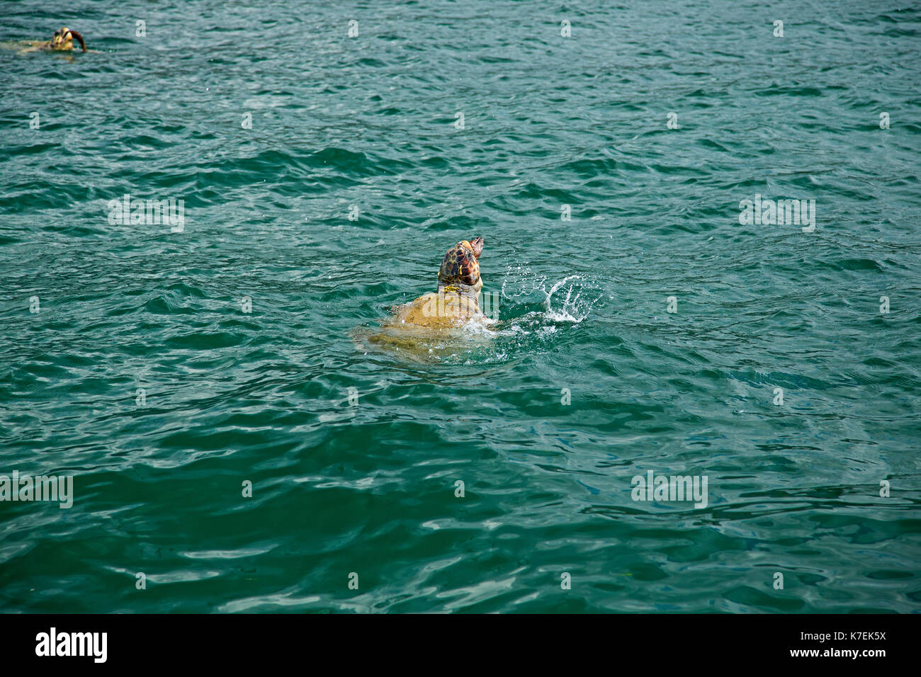 Loggerhead Turtles in Argostoli the capital of Kefalonia Stock Photo ...