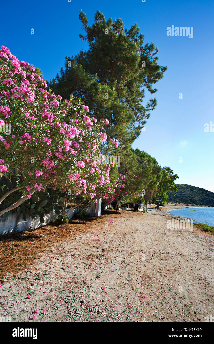 Wild pink flowering oleander shrub Nerium oleander flowering Ketelios ...