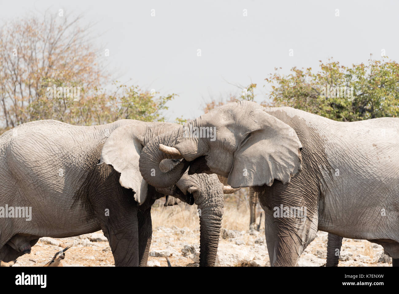 Namibias national animal hi-res stock photography and images - Alamy