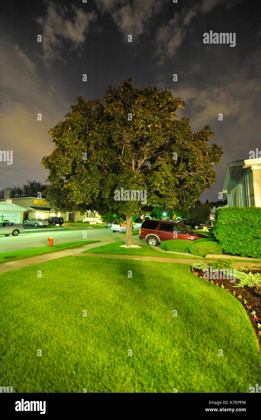 Night photography tree hi-res stock photography and images - Alamy