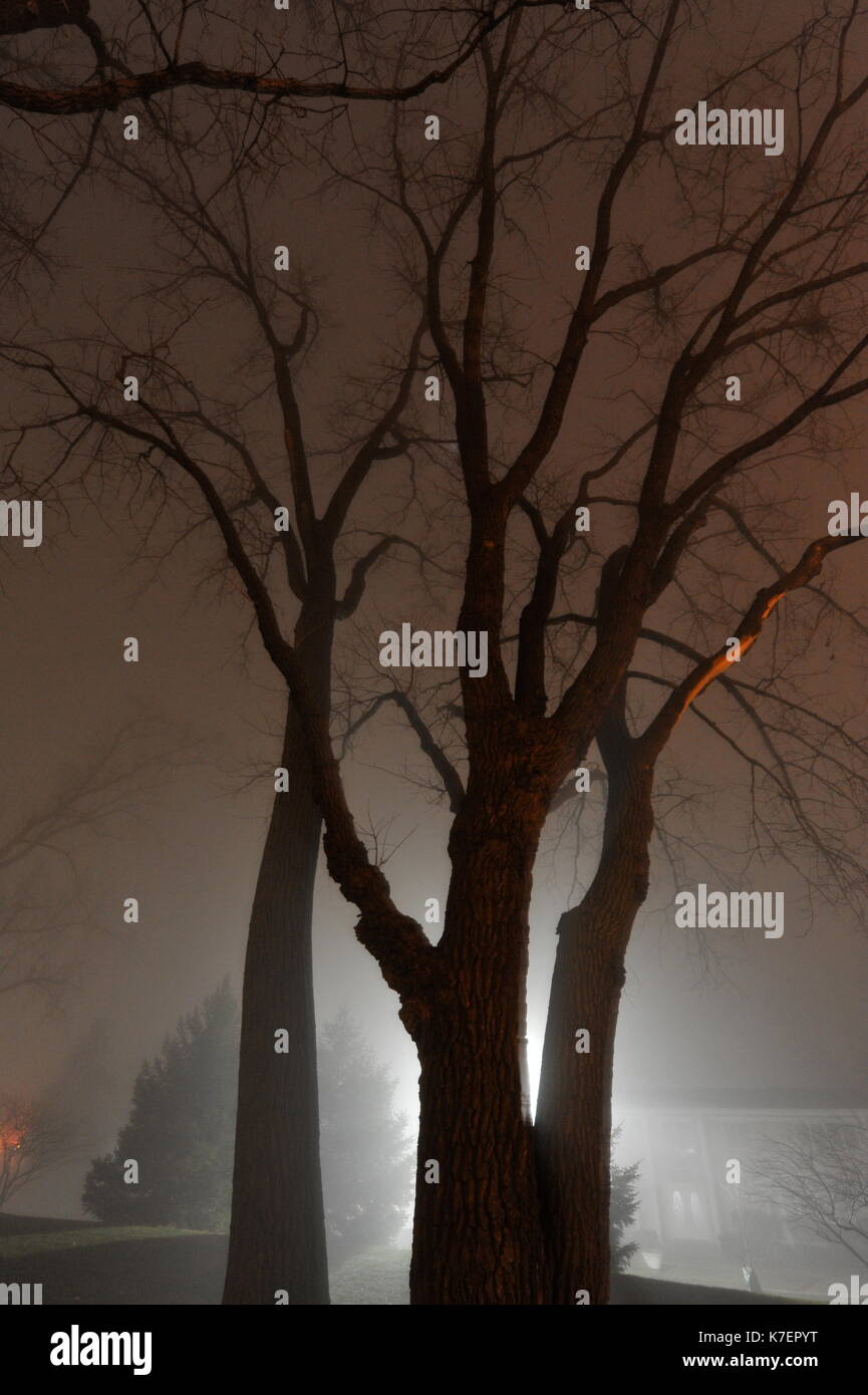 Scary Looking Trees High Resolution Stock Photography and Images - Alamy